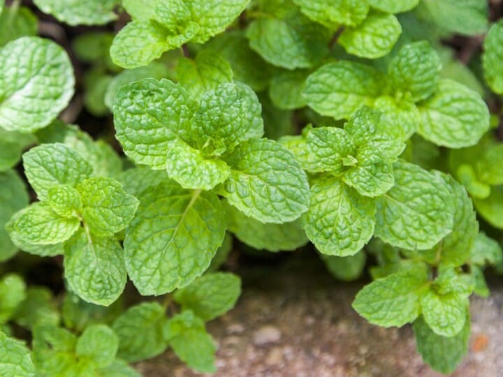 Real Mojito Recipe (Authentic Cuban Cocktail) - Delicious Table