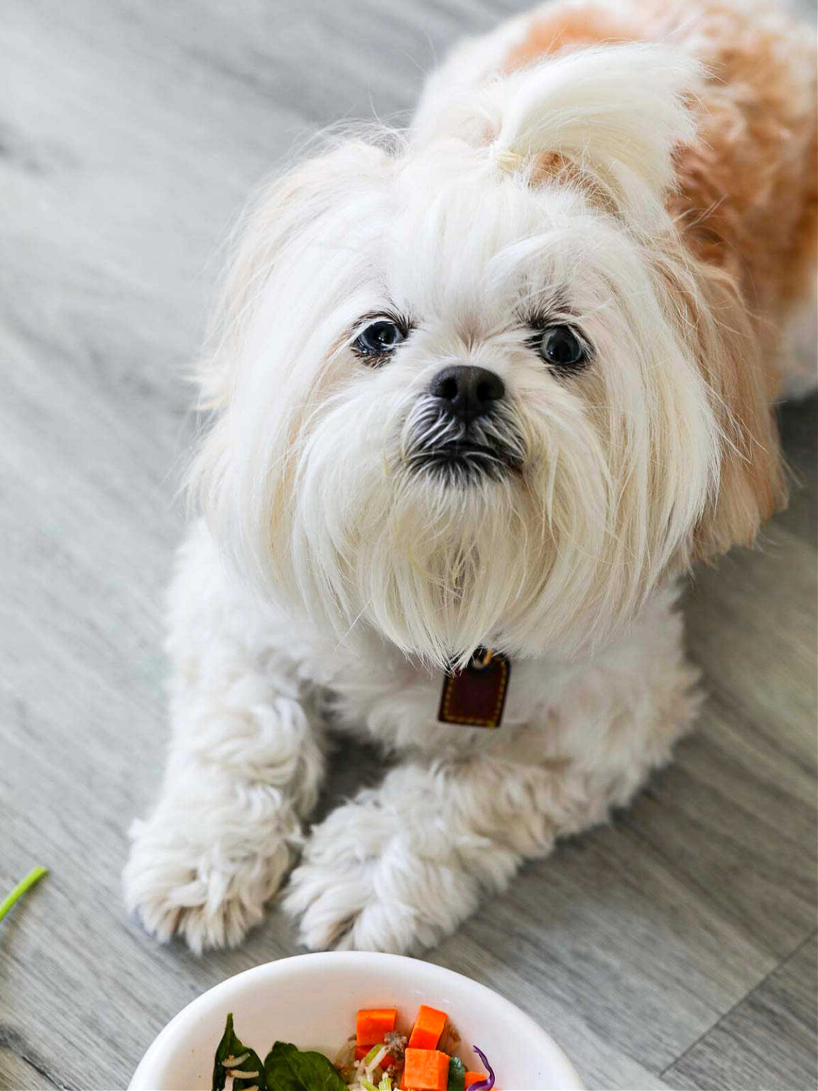 Homemade Dog Food Recipes (30+ Ideas!) - Delicious Table