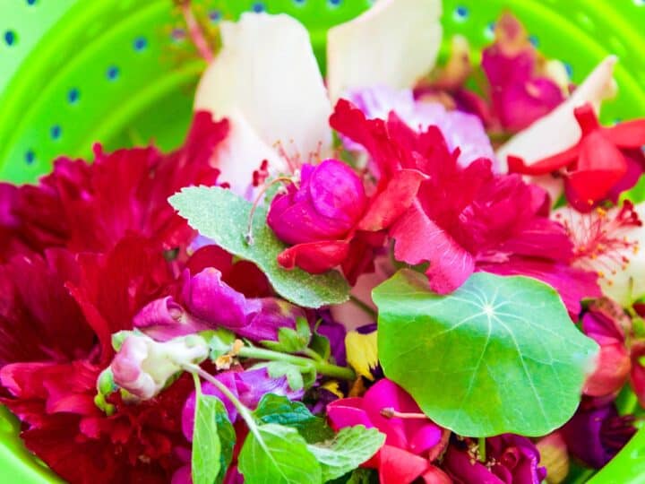 Flower Ice Bucket For Parties - Delicious Table